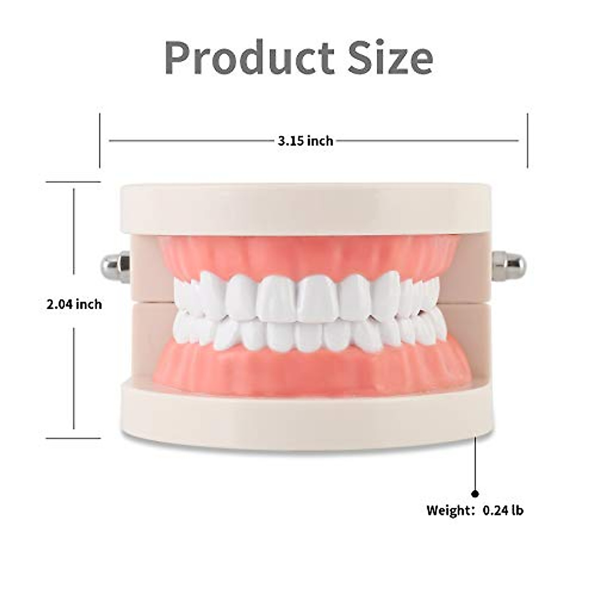 Dental Adult Standard Teeth Model, Typodont Demonstration Denture Model|Mouth Teeth Model Dental Supplies for Kids, Dentist Students, Patient, Teaching, Studying, Displaying, Educating
