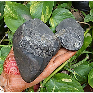 Shiva Lingam Shop Natural Shaligram, Religious Gifts, Sudarshan Saligram Stone, Sudershan Shaligram Gandaki River Nepal, Ritual Object Iconic Symbol of The God Vishnu from Nepal~I-4885