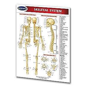 Chiropractic Medicine Guides - 4 Chart Bundle - Medical Quick Reference Guides by Permacharts