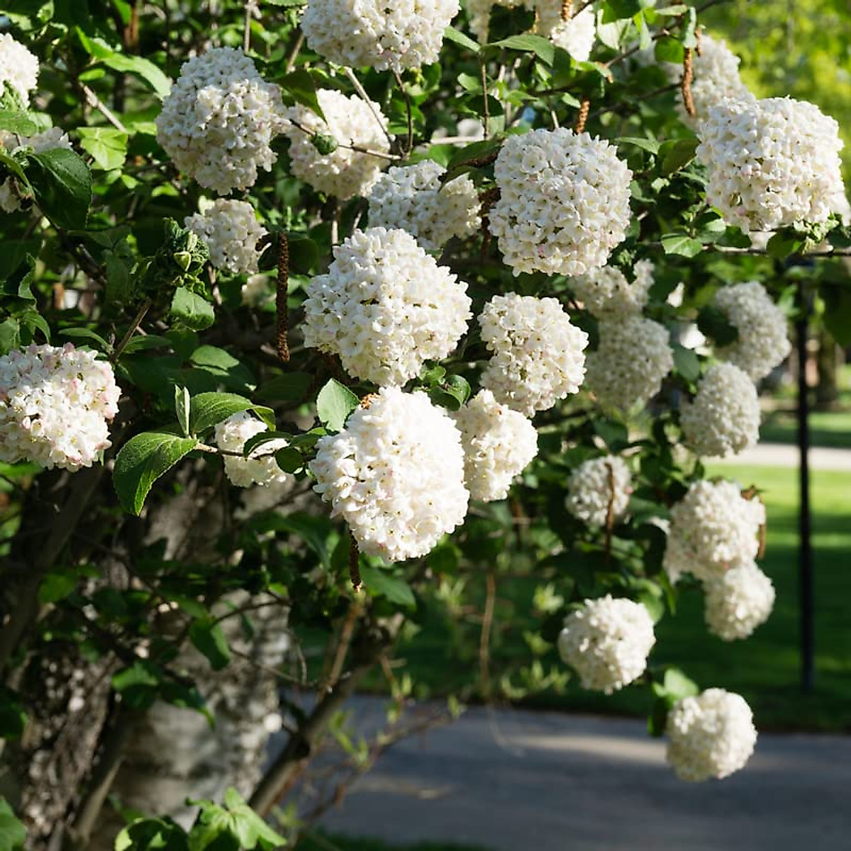 Old Fashion Snowball Viburnum Plant Live, Japanese Viburnum Shrub Bush from 6 to 12 Inc Height 4 Inc Pot