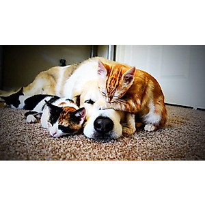 Dog Skin and Coat Supplements - PET Joint Health Complex with Turmeric - Dogs and Cats - MSM GLUCOSAMINE - Immune Boost - Dog Vitamins Senior Chews - 2 Bottles (120 Tablets)