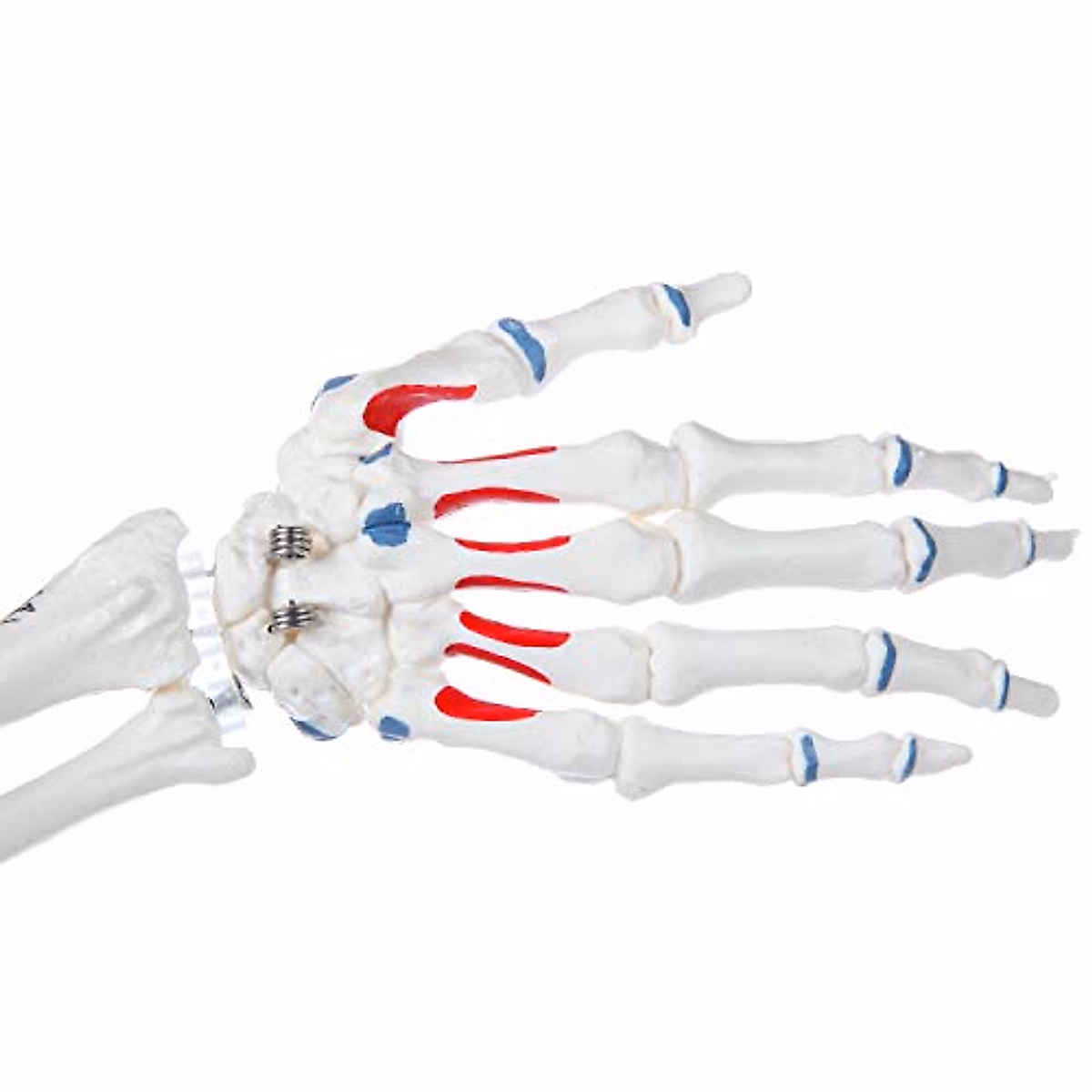 Axis Scientific Mini Human Skeleton Model with Metal Stand, 31" Tall, Painted and Numbered Muscle Insertion and Origin Points, Product Manual for Study and Reference, Easy to Assemble