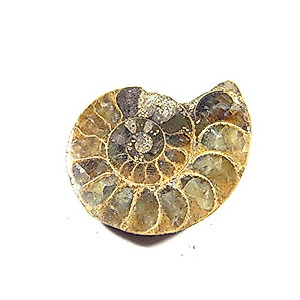 XUETZALCOATL Brihat Sudarshan Shaligram 1.5cm - 2.5cm from Kali Gandaki 1 pcs