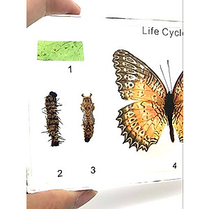 Lifecycle of a Butterfly Paperweights Science Classroom Specimens for Science Education