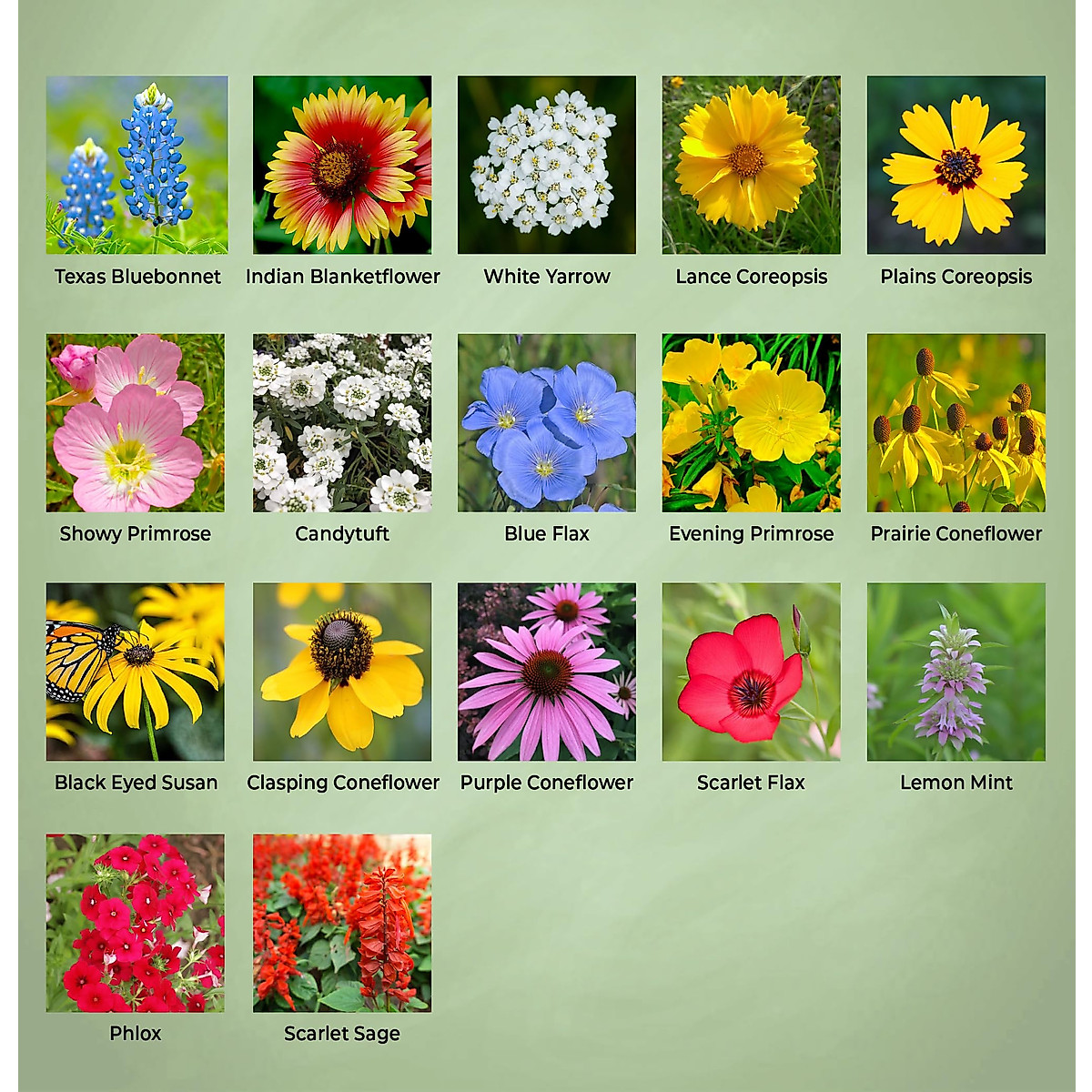 Created By Nature Texas Wildflower Seed Mix, Covers 325 Sq Ft, 17 Flower Varieties, Over 60,000 Seeds