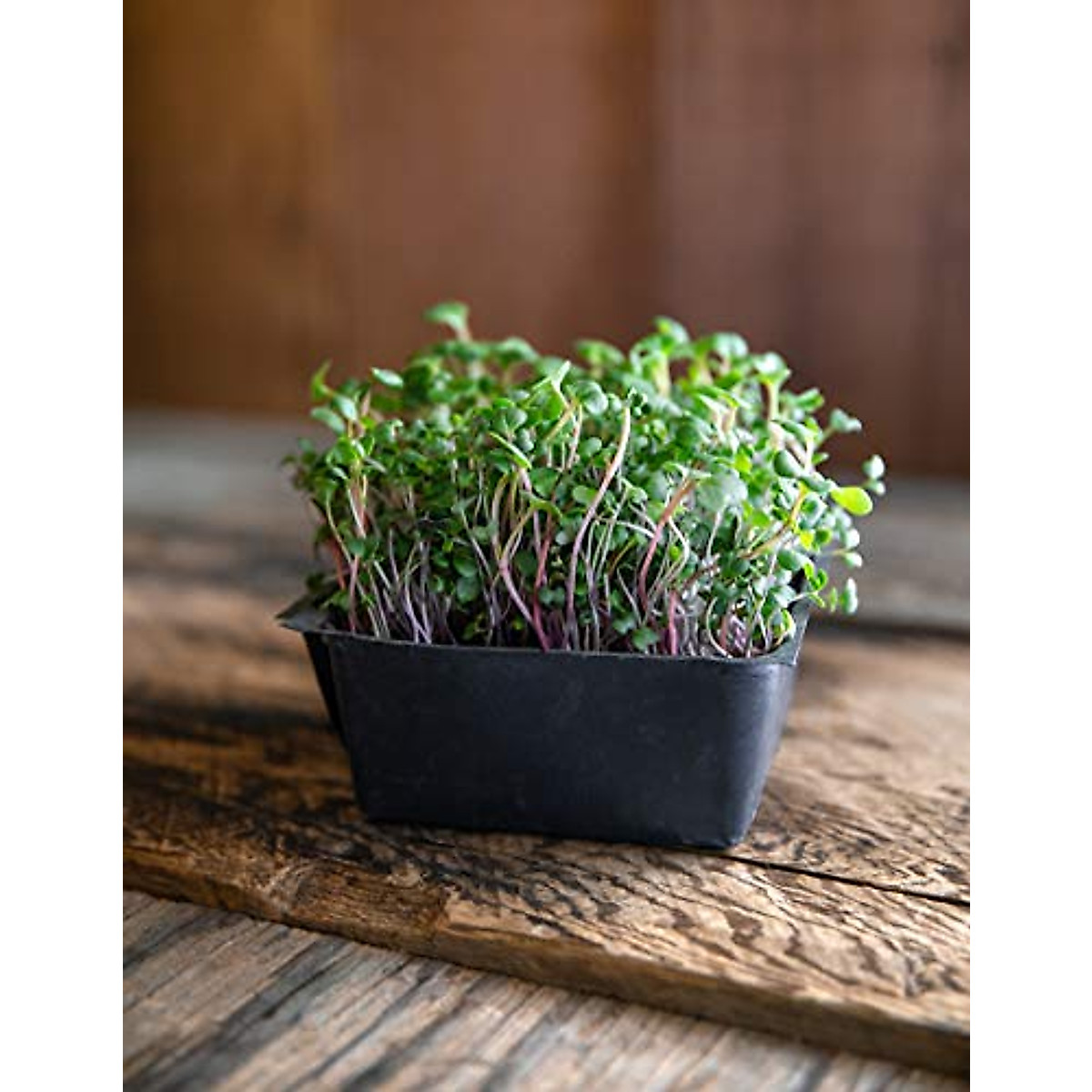 Superfood Microgreen Seeds Mix | for Microgreens Growing Trays | 1 LB | Heirloom Non GMO Purple Kohlrabi, Collard, Radish, Turnip & Broccoli Sprouts Seeds | Rainbow Heirloom Seed Co.