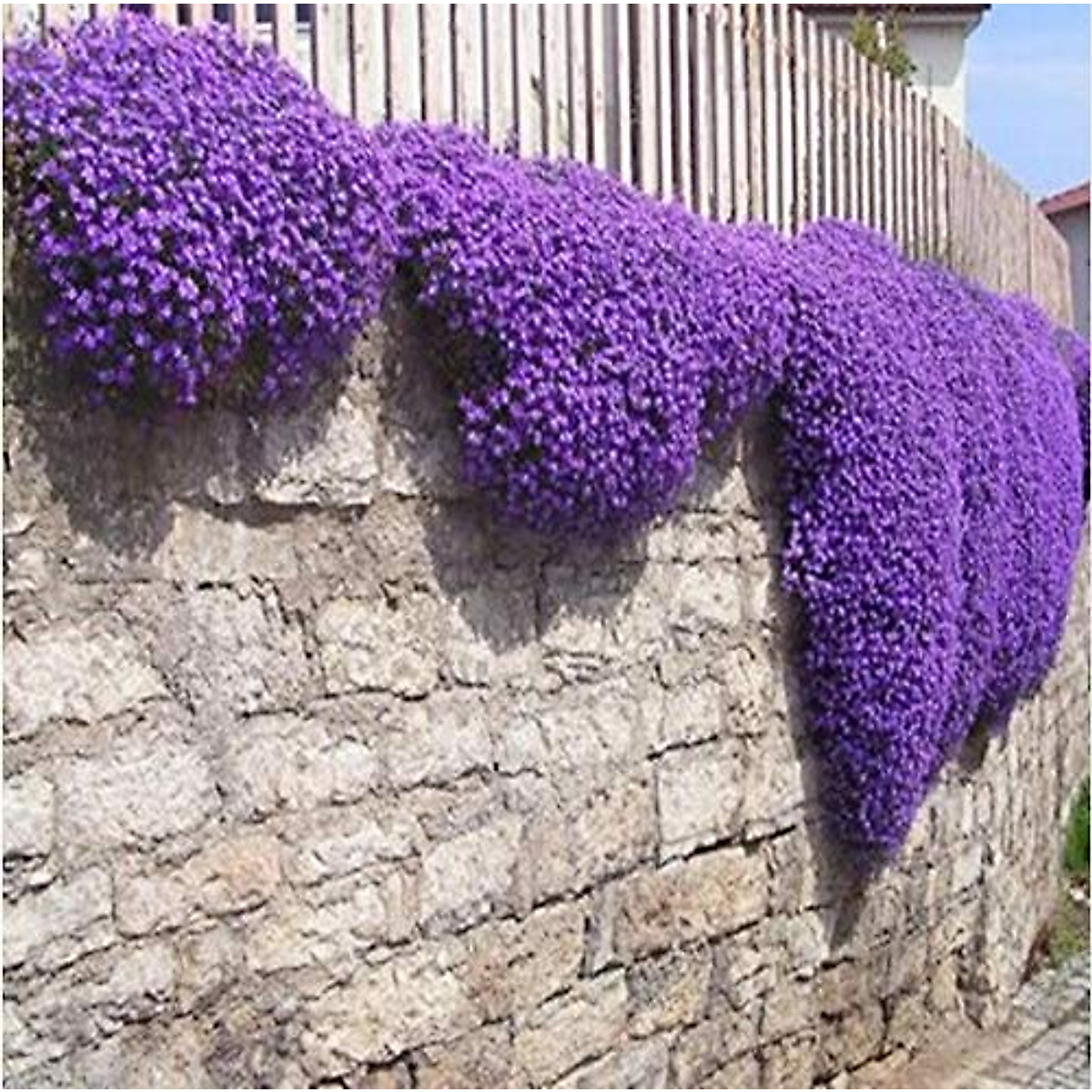 200pcs Creeping Thyme Bonsai, Rare Color Rock CRESS Plant Perennial Ground Cover Flower Natural Growth for Home Garden - (Color: Colour Mix)