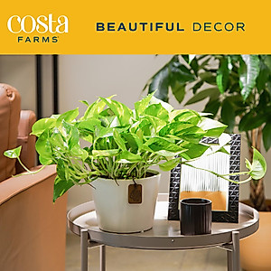 Costa Farms Golden Pothos Live Plant, Easy to Grow Vining Live Indoor Houseplant in Décor Planter, Real Plant for Housewarming Gift, Home or Room Decor, 10-12 Inches Tall