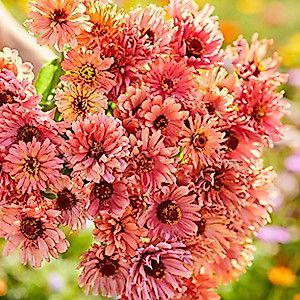 Zinnia Seeds - Senorita - Packet - Pink Flower Seeds, Open Pollinated Seed Attracts Bees, Attracts Butterflies, Attracts Hummingbirds, Attracts Pollinators, Easy to Grow & Maintain, Fast Growing