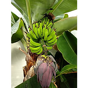 SeedsUP - 3+ Ornamental Banana Exotic (Dwarf Indoor Plant) Edible - Tree Green