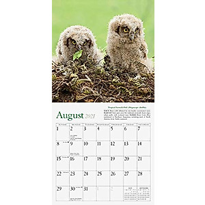Audubon Little Owls Mini Wall Calendar 2021