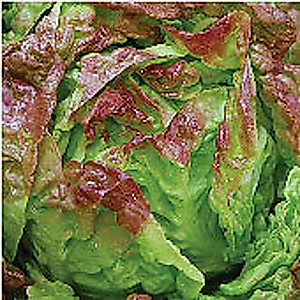 Merveille des Quatre Saisons Lettuce Seeds (20+ Seeds) | Non GMO | Vegetable Fruit Herb Flower Seeds for Planting | Home Garden Greenhouse Pack