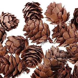 chiwanji 40 Pcs Mini Pine Cones Acorns Dried Flowers Christmas Accents Decor Ornaments