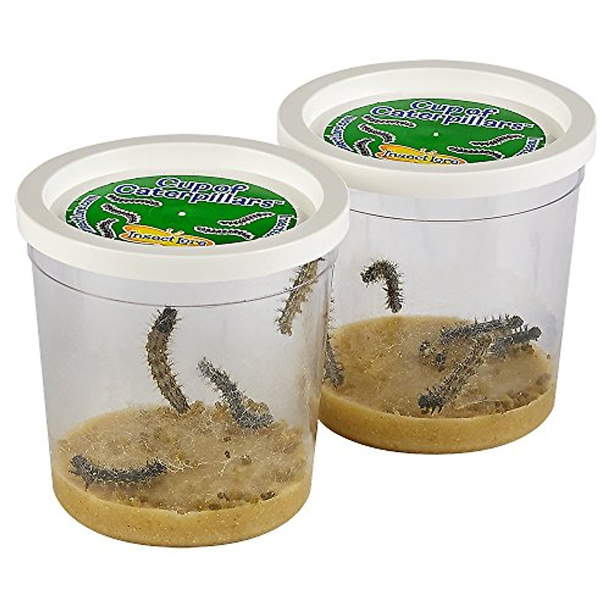 Two Cups of Caterpillars and Butterfly Figurines - Life Science & STEM Education - Butterfly Kit Refill - Painted Lady Butterflies - Butterfly Lifecycle Observation
