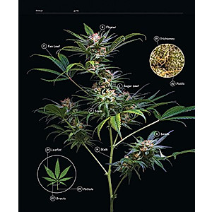Green: A Field Guide to Marijuana: (Books about Marijuana, Guide to Cannabis, Weed Bible)