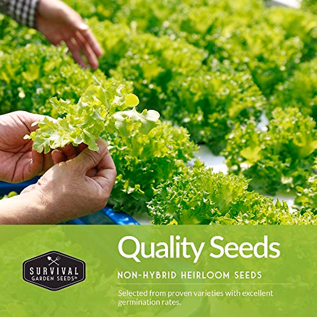 Survival Garden Seeds Cool Weather Collection Seed Vault - Spinach, Kale, Cilantro, Broccoli, and Leaf Lettuce - Non-GMO Heirloom Varieties for Indoor & Outdoor Planting - Homestead Necessities