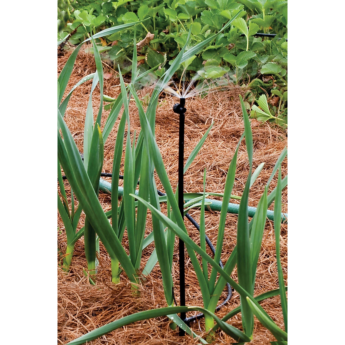 Rain Bird MSH2PKS Drip Irrigation 10-32 Threaded Micro-Spray Nozzle, 180° Half Circle Pattern, 0 - 10' Spray Distance, 2-Pack