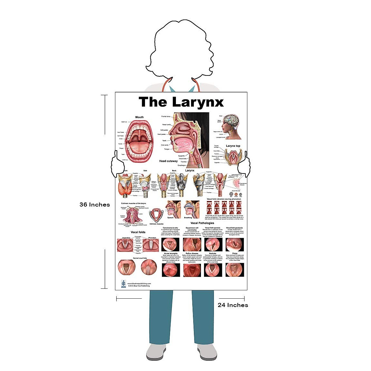Larynx, Sound Production, Speech Articulation, Articulation LP 24x36 inch, 4 Poster Set