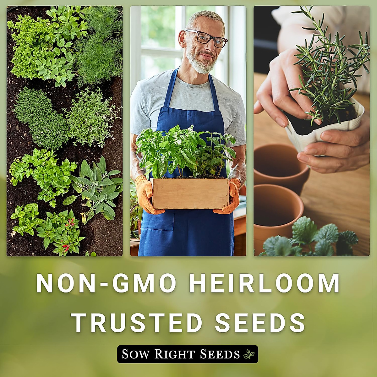 Sow Right Seeds - Large Herbal Tea Garden Seed Collection - Lemon Balm, Mint, German Chamomile, Lavender, Echinacea, Holy Basil, Calendula, Borage, Hyssop, Peppermint Non-GMO Heirloom Seeds