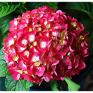 10 Pcs Mixed Color Multicolor Hydrangea Macrophylla Seed Bonsai Flower Plant Wedding Seeds
