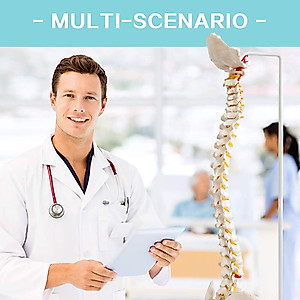 New-Horizon Scientific Spinal Cord Model,Skeleton Model -34" Life Size Spinal Column Model with Vertebrae, Nerves, Arteries, Lumbar Column, and Male Pelvis, Includes Stand (Good After-Sales)