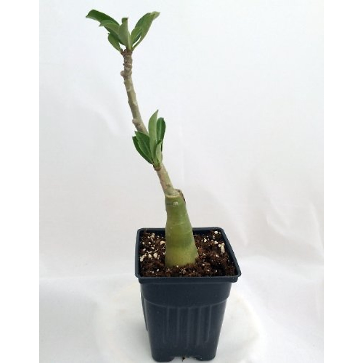 Better Gold Desert Rose Plant - Adenium - House Plant/Bonsai - 4" Pot