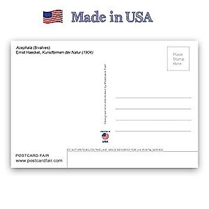 NATURAL CURIOSITIES by Ernst Haeckel postcard set of 20 postcards. Botanical illustrations theme post card variety pack. Made in USA.