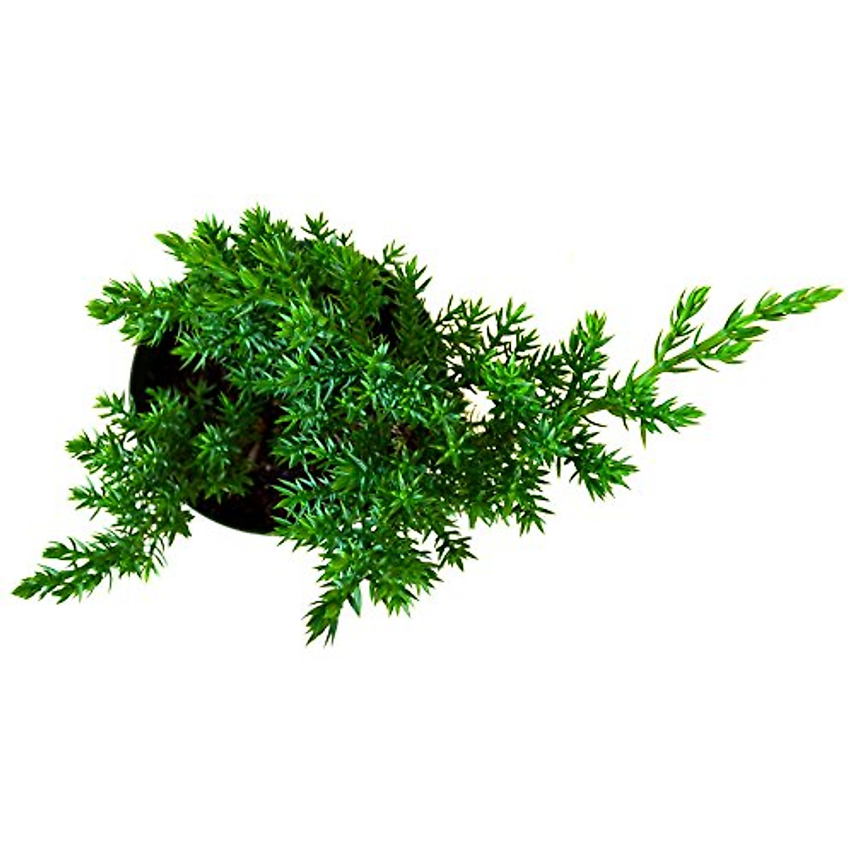 9Greenbox Juniper Procumbens Nana Bonsai Starter Plant,3 Pound (Pack of 3)
