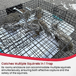 Predator Guard Squirrel Guard Trap - Humane Multi-Catch Trap, Attracts & Catches Multiple Squirrels in 1 Trap - Perfect for Indoor and Outdoor Use - Effective Squirrel Control to Protect your Property