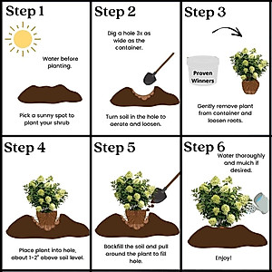 2 Gal. Limelight Prime Hydrangea Shrub, Green to Pink blooms