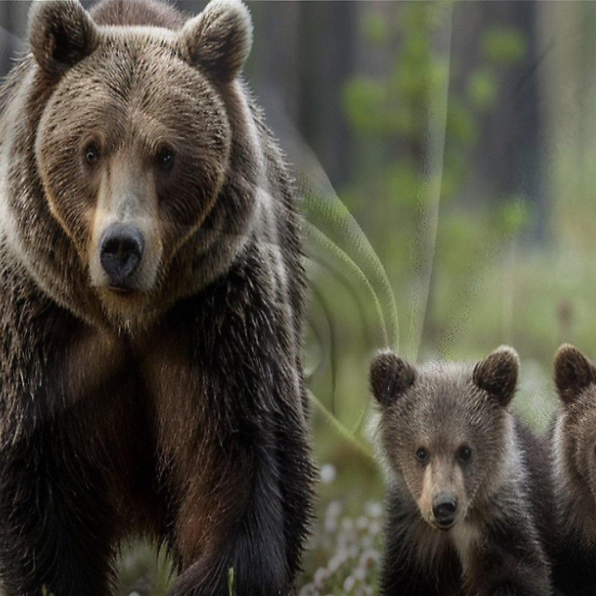 Brown Bear And Two Cubs Comforter Covers 3D Printed Walking in The Taiga Duvet Cover Quilt Cover for Boys Girls with Zipper Closure Soft Microfiber Bedding Set with Pillow Cases 3 Pieces Twin（173x218c