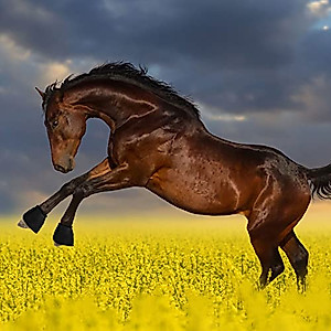 2 Pairs Horse Bell Boots Prevent Overreach Horse Bell Boots Long Lasting and Lightweight Horse Hoof Boots Equine Horse Supplies for Maximum Protection and Comfort, Black Colors, Large Size