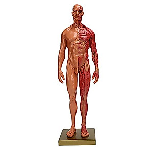 YUYTE Miniature Muscular System Model, 11.8 ” Human Muscles Anatomy Model Displaying Anatomical Model, Resin, Show Surface Muscles and Body Structure, Fitness Enthusiast