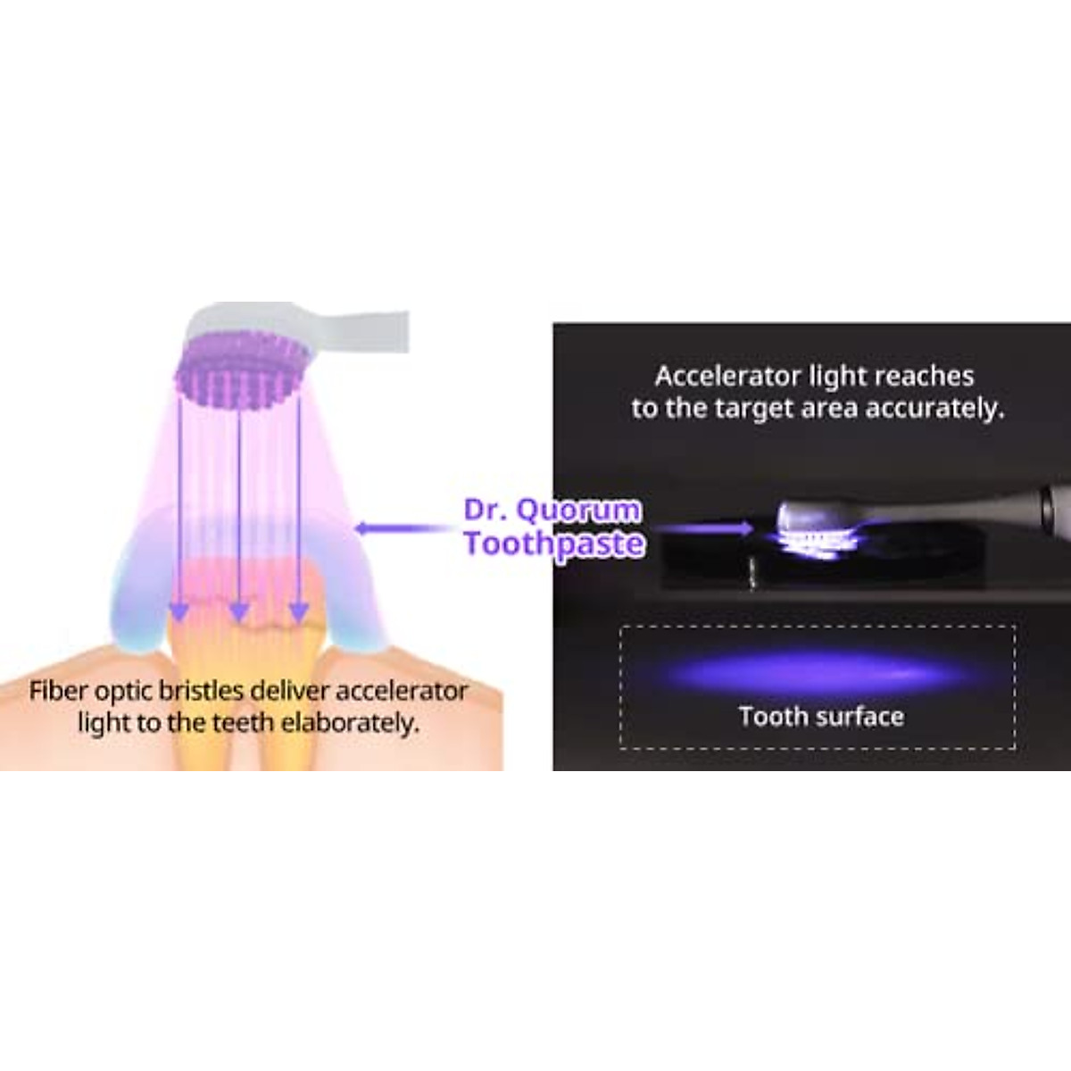 Dr. Quorum Optic Care Toothbrush Head 4 pcs(2 pcs X 2 Packs), Toothbrush Head for Dr. Quorum Optic Care Electric Toothbrush, Fiber Optic Bristles