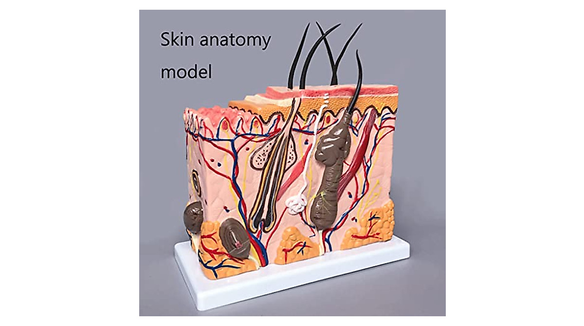 HIRNER Skin Anatomy Model - 70x Magnification for Teaching