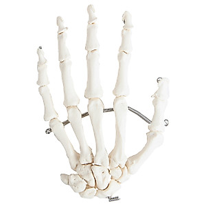 Axis Scientific Complete Disarticulated Human Skeleton Bundle, Includes 3 Part Human Skull, Life Size Bones, Articulated Hand and Foot Anatomy – Includes Detailed Product Manual