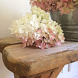 CHUXAY GARDEN Vanilla Strawberry Hydrangea-Hortensia Heart 50 Seeds Attract Butterflies Rare Plants