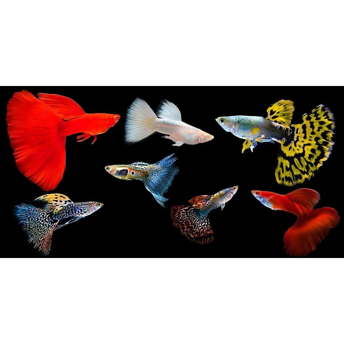 Live Guppies - Guppy Pair (2) Pack Assorted Color Live Aquarium Guppy Fish - 1 Male, 1 Female