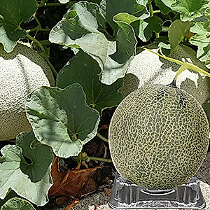 NN/A 50 Pcs Plastic Melon Cradle Watermelon Support Plastic Garden Melon Protectors for Avoid Cantaloupe,Pumpkin,Watermelon Ground Rot