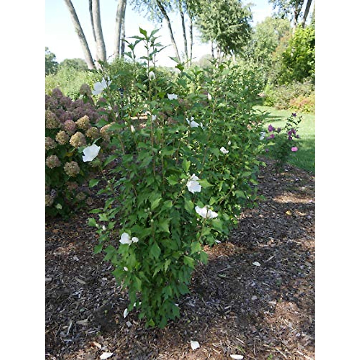 Proven Winners HIBPRC2417800 White Pillar Live Shrub 4.5" Quart