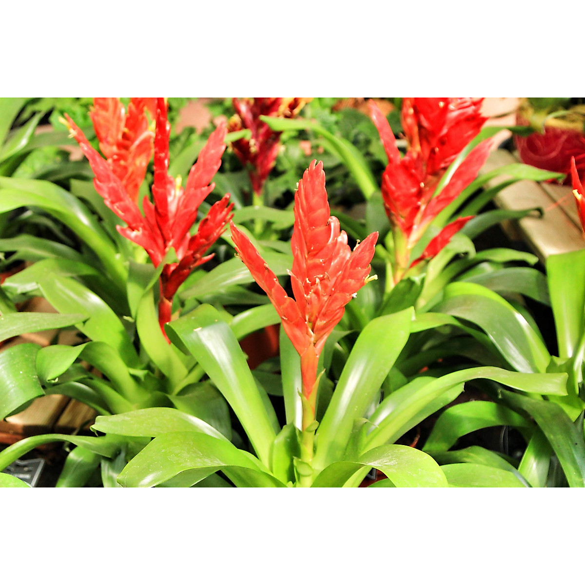 Bromeliad Fertilizer Liquid Plant Food for Bromeliads | Cryptanthus, Guzmania, Neoregelia Aechmea and Tillandsia Air, Aquatic Arts