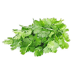 500 Organic Cilantro Seeds for Planting Outdoors or Indoors, Leisure Splits, 4.2 Grams, Giving You The Cilantro Plant You Need, Coriander Seeds, Semilla de Cilantro
