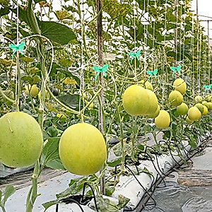 Prudiut 295 Ft ×2 Rolls (590 Ft) Plant Tape, 1/2" Stretch Garden Tape Sturdy Plant Ribbon Nursery Tree Tape Support for Indoor Outdoor Patio Plant, Tree, Vegetables, Branches