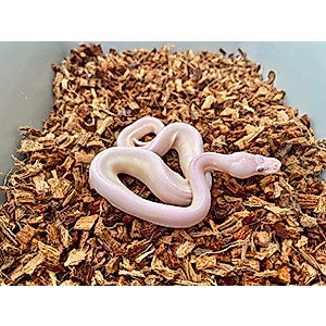 BabiChip Coconut Chip Substrate for Reptiles 12 Quart Loose Small Sized Coco Husk Chip Bedding for Ball Pythons, Other Snakes, Tortoises, Geckos, Frogs, or Lizard Terrarium Tanks