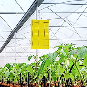 Double-Sided Yellow Sticky Card Insect Trap by Catchmaster - 72 Count, Ready to Use Indoors & Outdoors. Flying Bug Plastic Monitor Plant Protection Greenhouse UV-Resistant Waterproof Non-Toxic