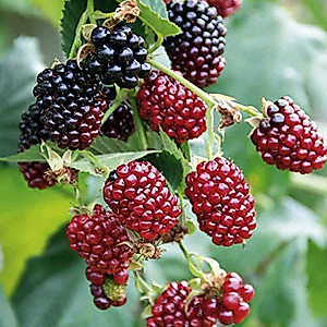 4 Boysenberry Trees Live Plants 5 to 7 Inches Planting Indoor Outdoor Ornaments Perennial Garden Simple to Grow Pot Gift