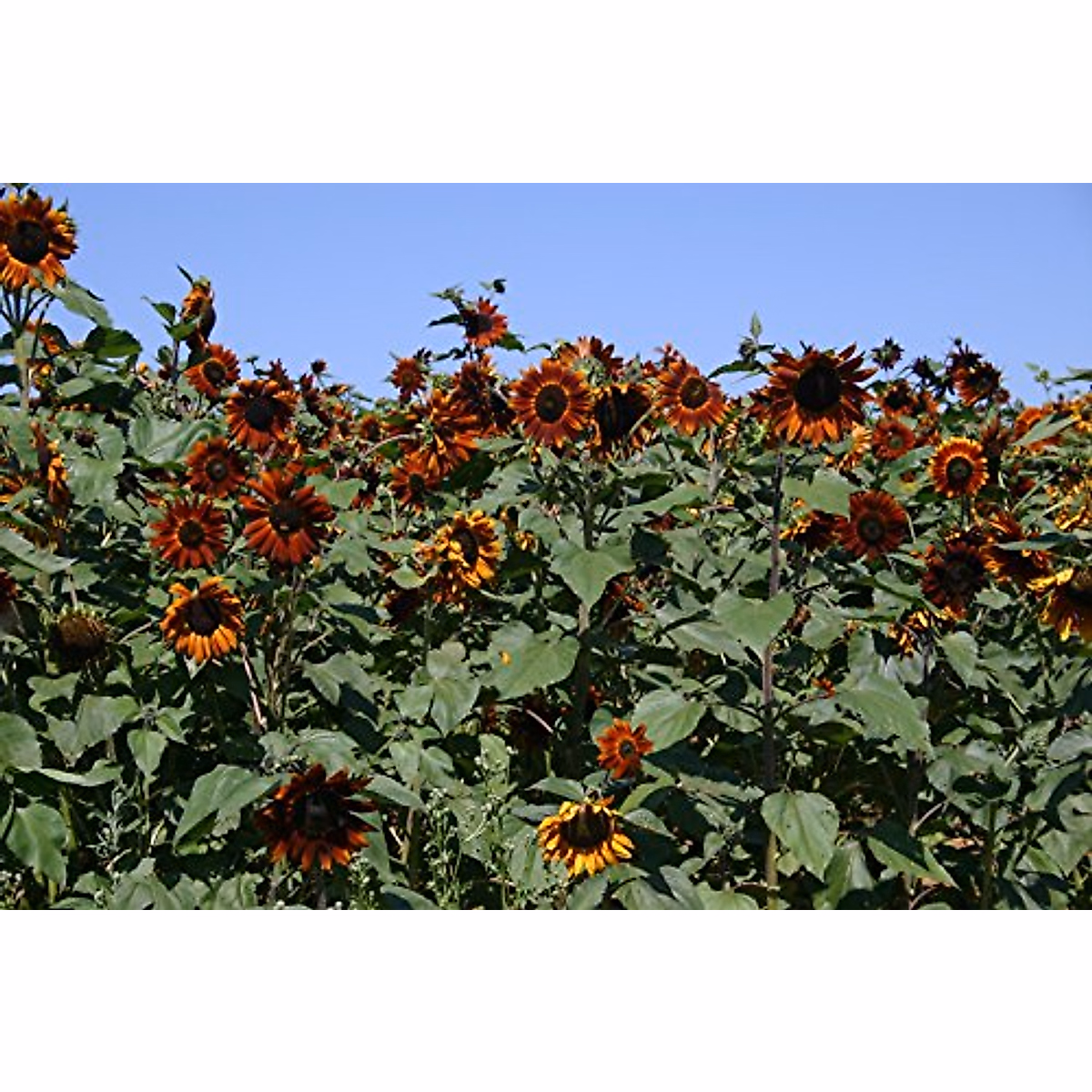 Velvet Queen Mix Sunflower Seeds for Planting, 50+ Seeds Per Packet, (Isla's Garden Seeds), Non GMO & Heirloom Seeds, Scientific Name: Helianthus annuus, Great Home Garden Gift