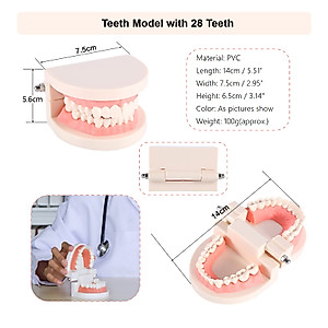 Lightweight toothbrush model for demonstration in a hospital of dental clinic teaching you while brushing your teeth