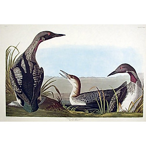 Black-throated Diver. From"The Birds of America" (Amsterdam Edition)