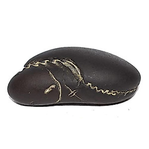 Laxmi Vishnu Paduka Shaligram - Gandaki River Nepal, Fossil, Fossil